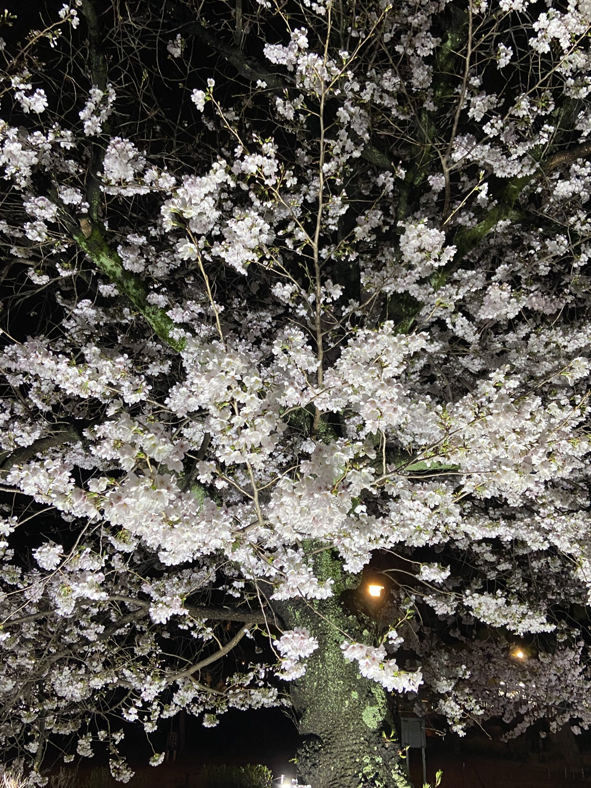 Img 4717 兵庫で注文住宅建てるなら 吉住工務店